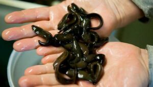 Live Bait Menu - Fish Tech